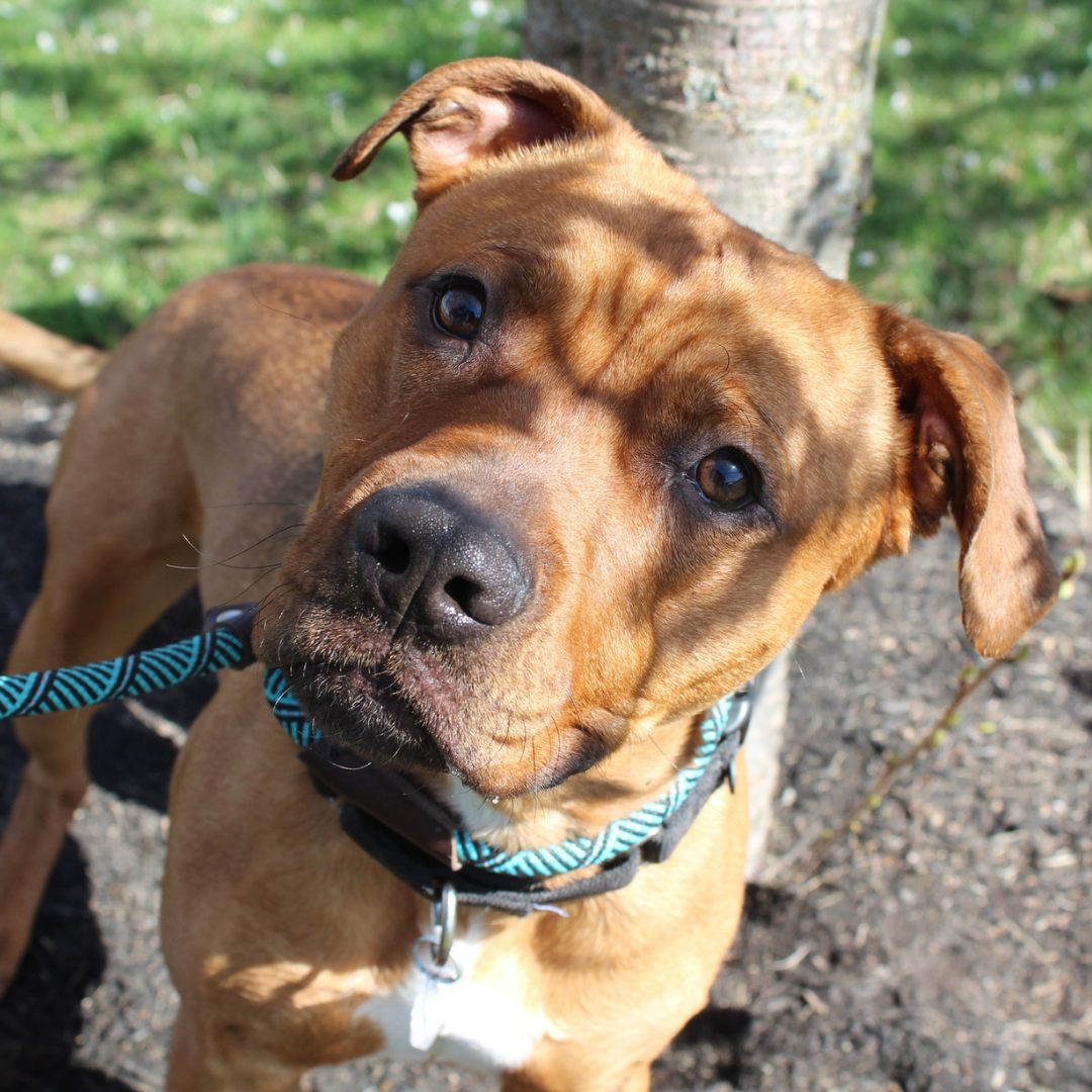 Preventing Heartworm Disease in Dogs | Humane Pennsylvania Blog