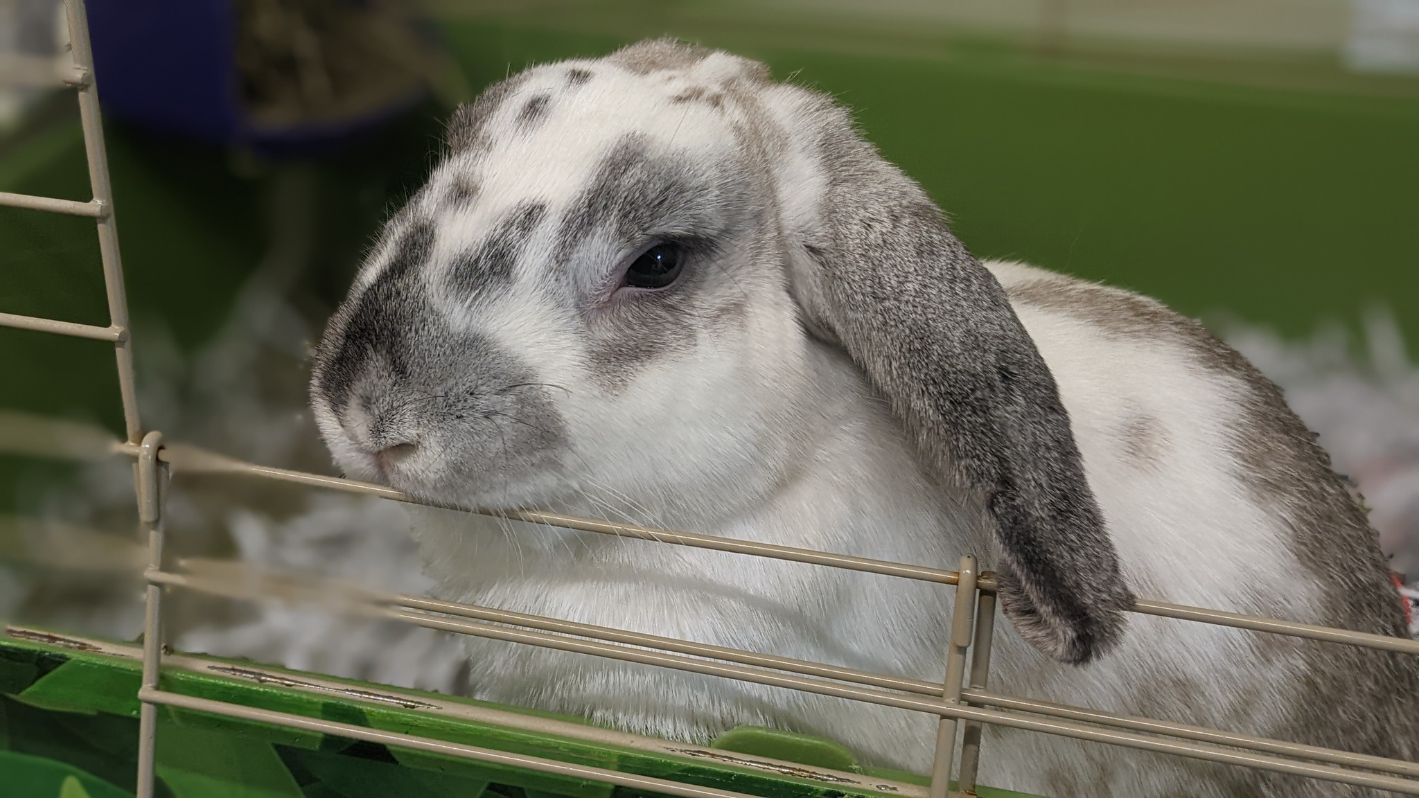 February is National Adopt a Rescued Rabbit Month! | Humane ...